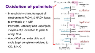 Lipid Metabolism | PPTX