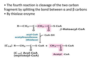 Lipid metabolism | PDF