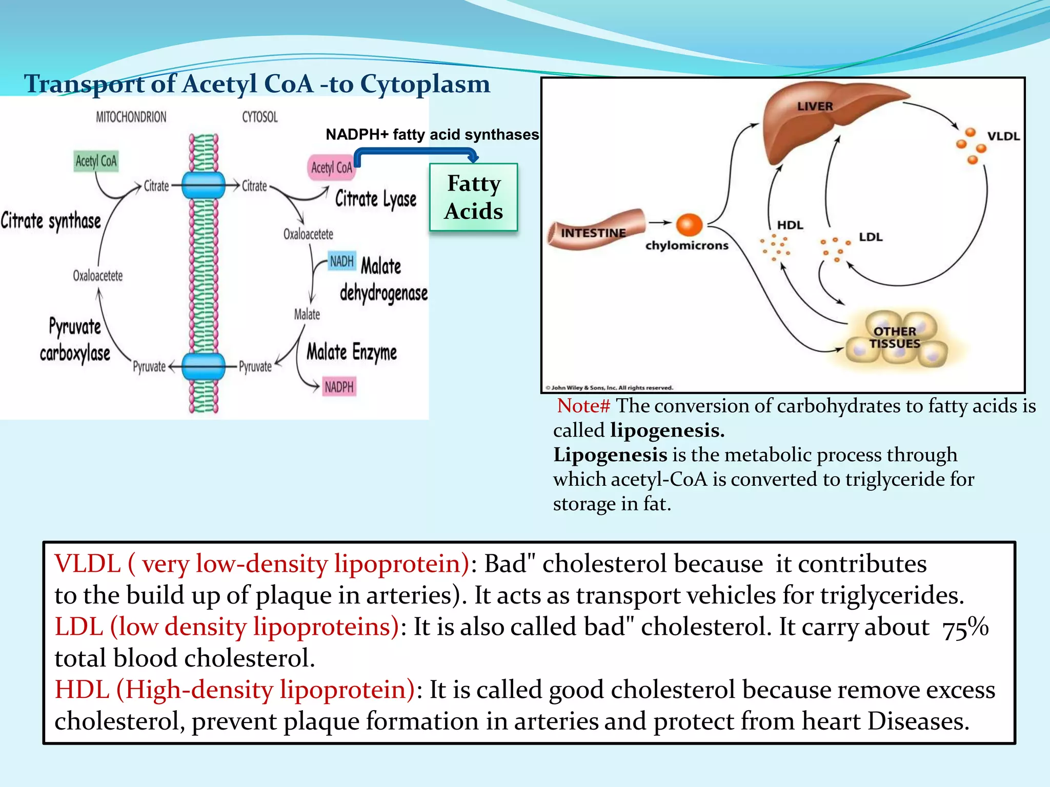 LIPID_METABOLISM.pdf