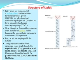 LIPID_METABOLISM.pdf