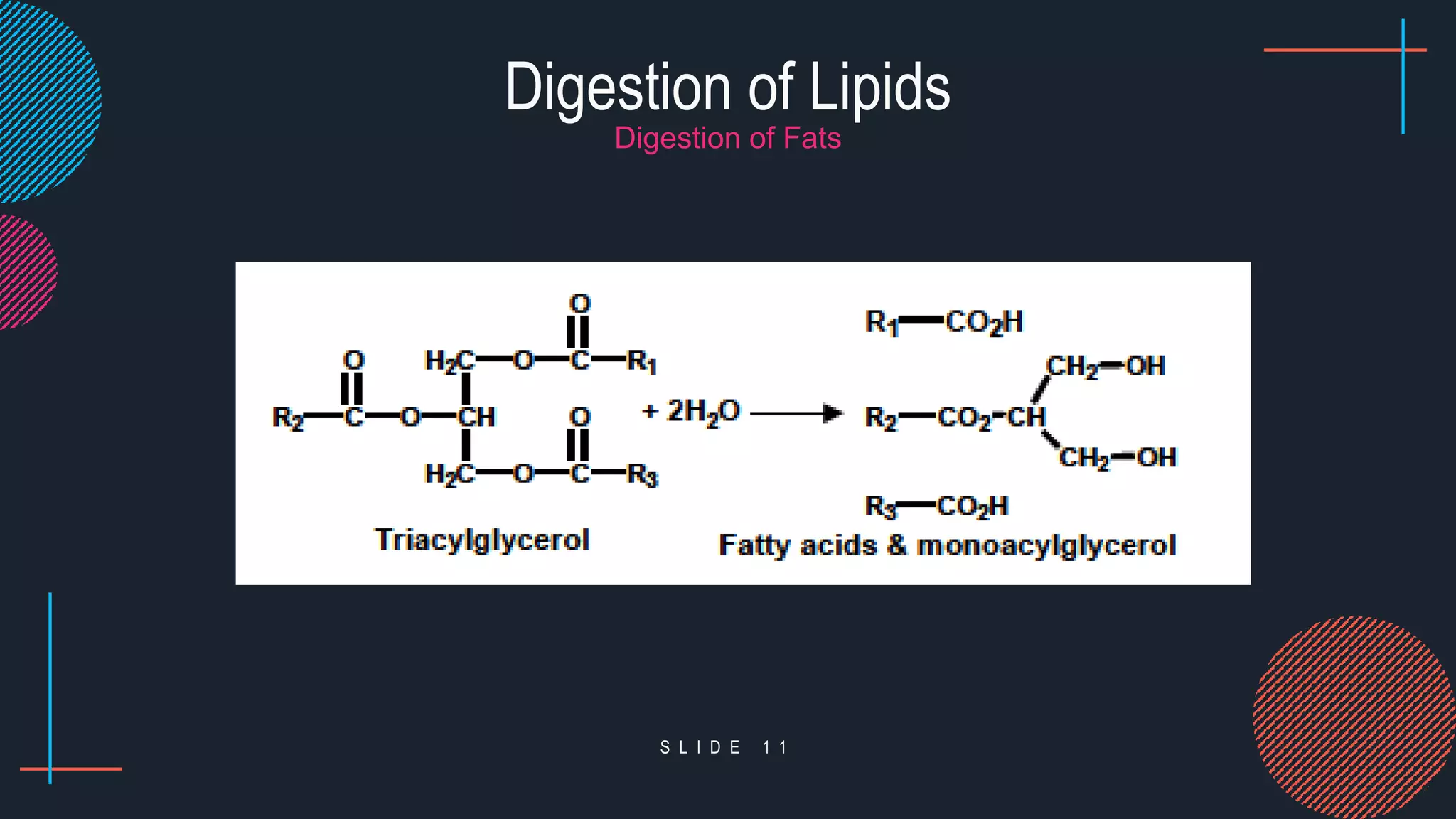 Lipid Metabolism.pptx