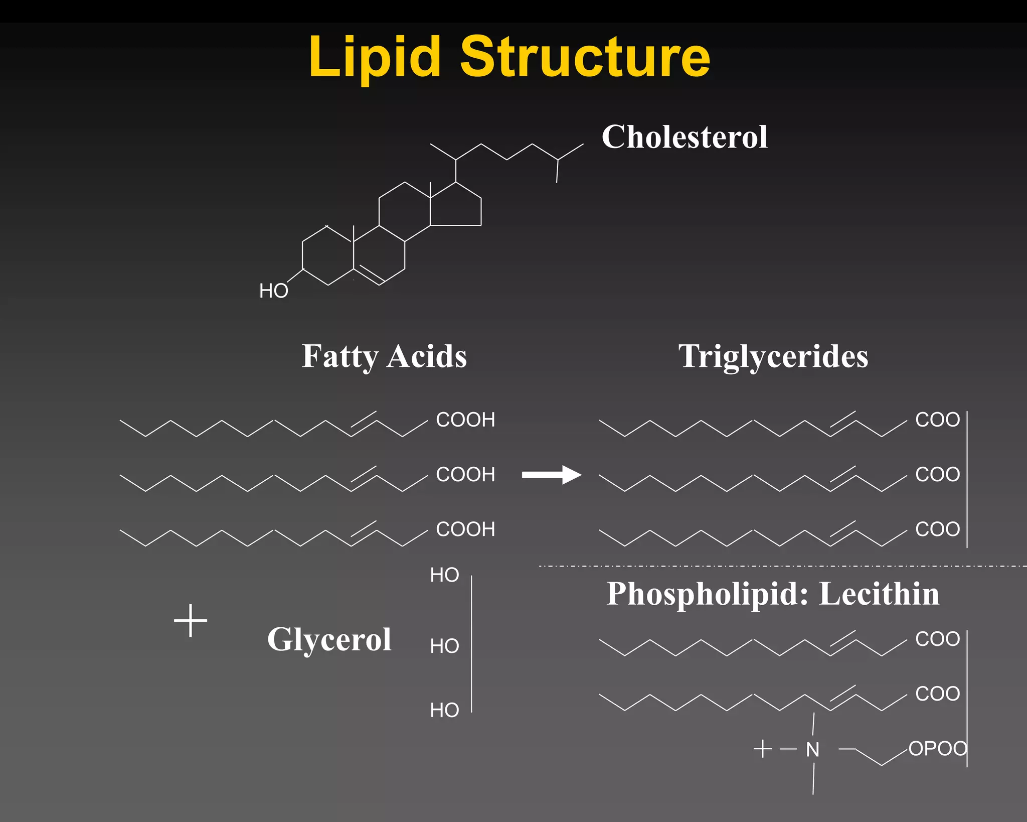 lipid_metabolism.ppt