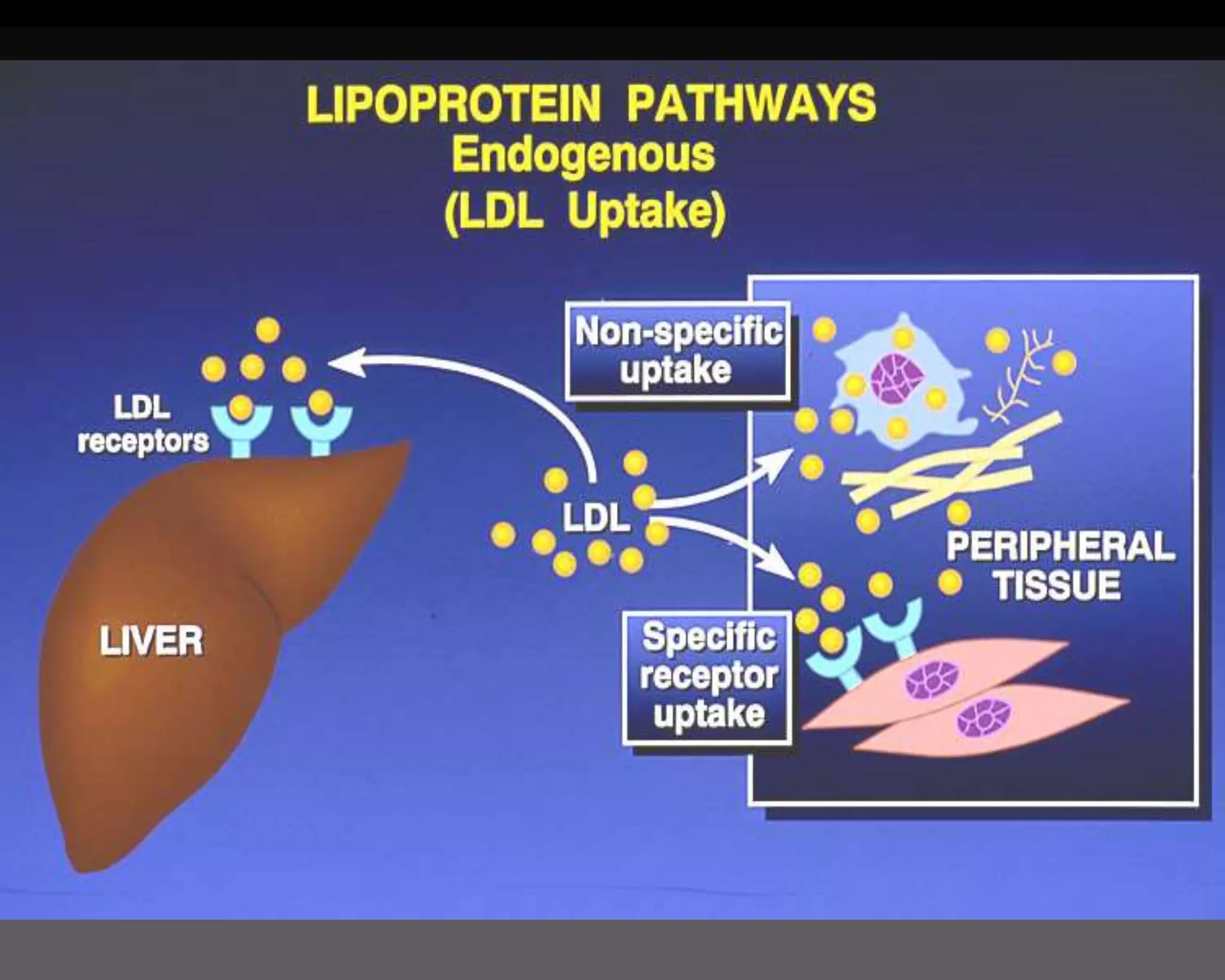 lipid_metabolism.ppt