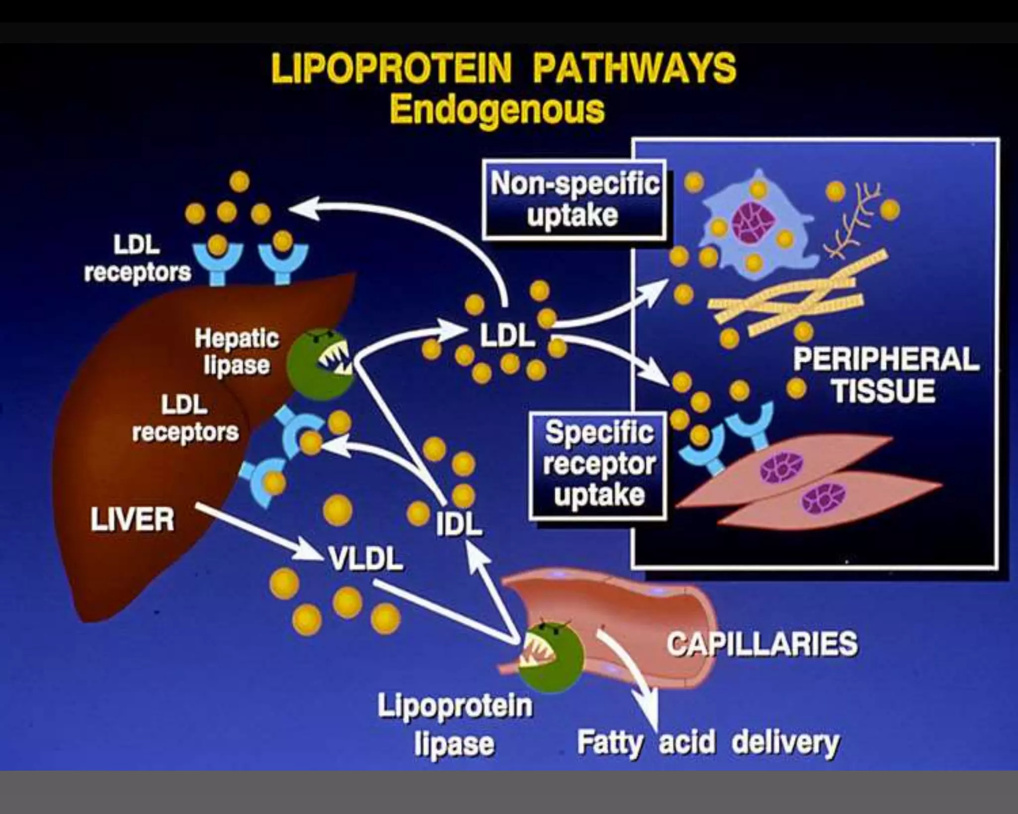 lipid_metabolism.ppt