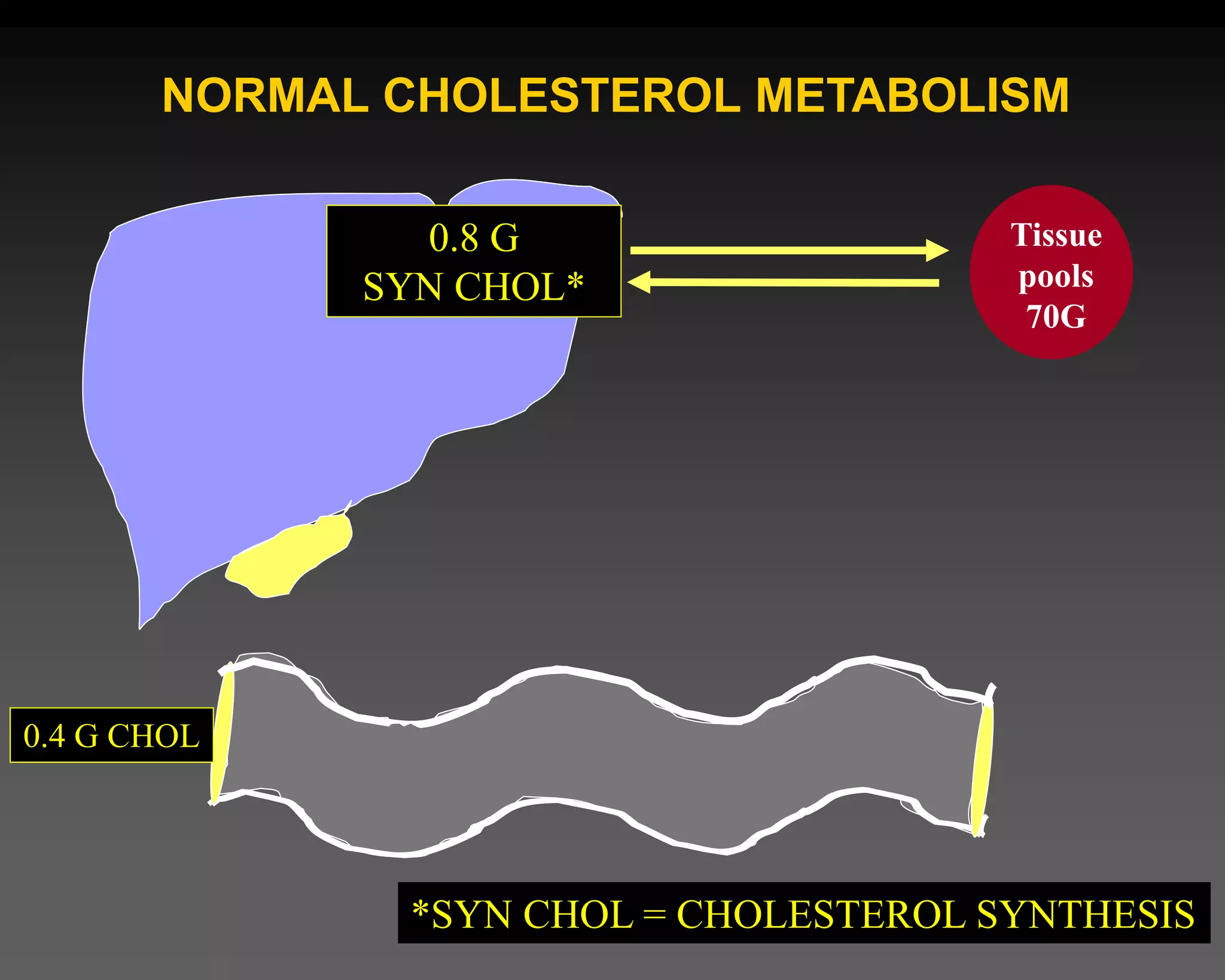 lipid_metabolism.ppt