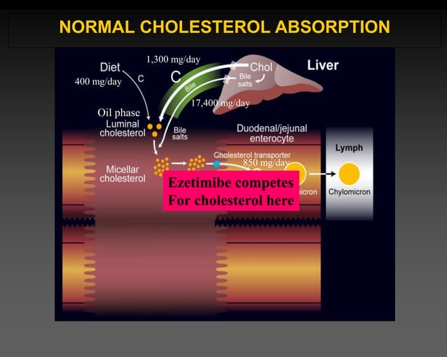 lipid_metabolism.ppt
