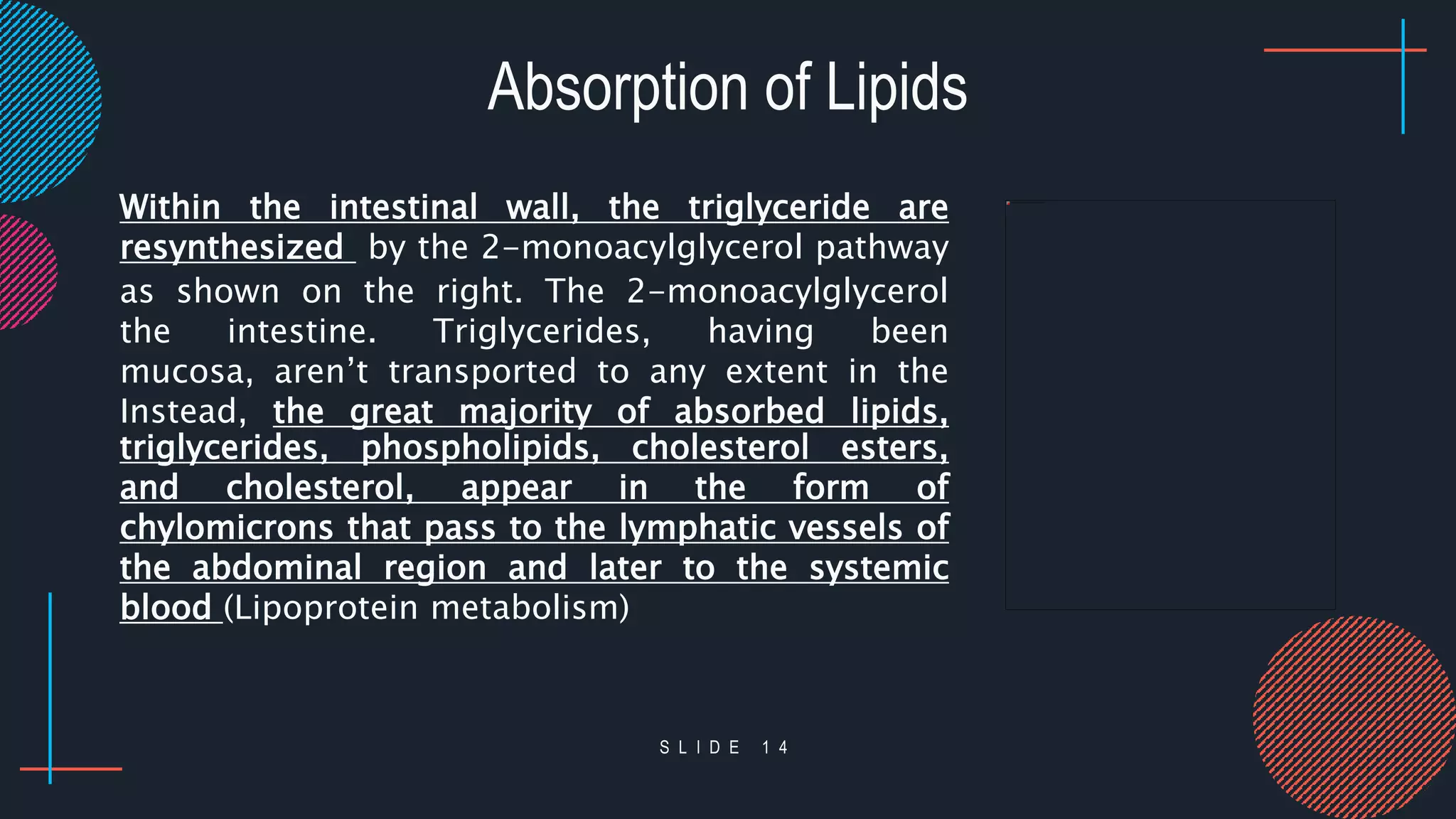 Lipid Metabolism.pptx