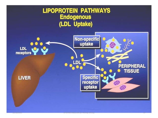 Lipid metabolism/Fat metabolism.pptx by Dr Akshay | PPTX