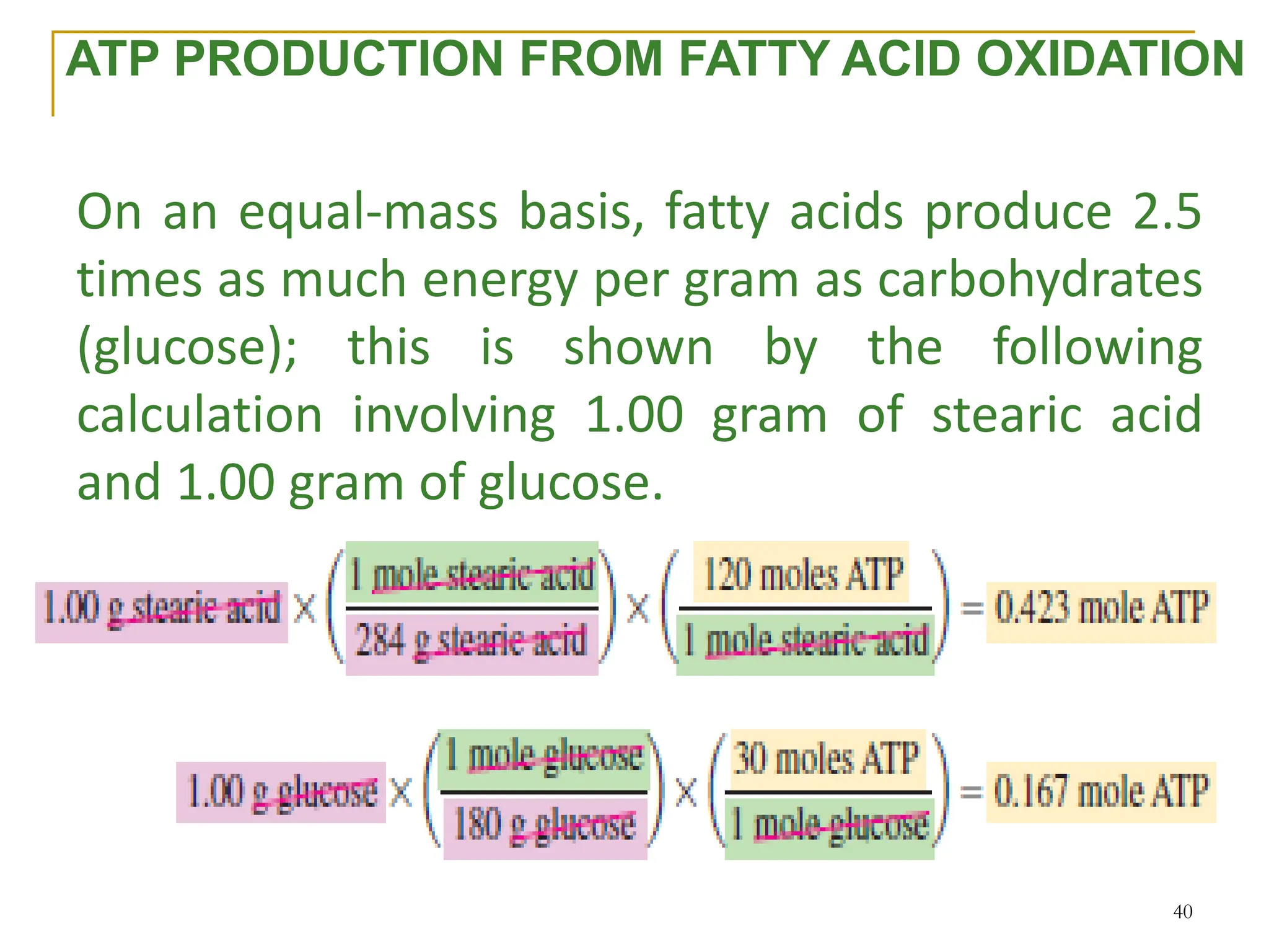 Lipid Metabolism.pdf