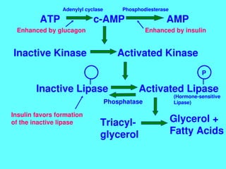 lipid metabolism in human body bioenergetics | PPT