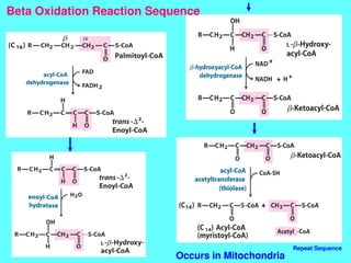 lipid metabolism in human body bioenergetics | PPT