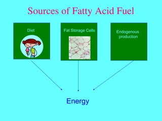 lipid metabolism in human body bioenergetics | PPT