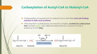 Lipid metabolism by Niazi Medical and Dental College.pptx | Endocrine ...