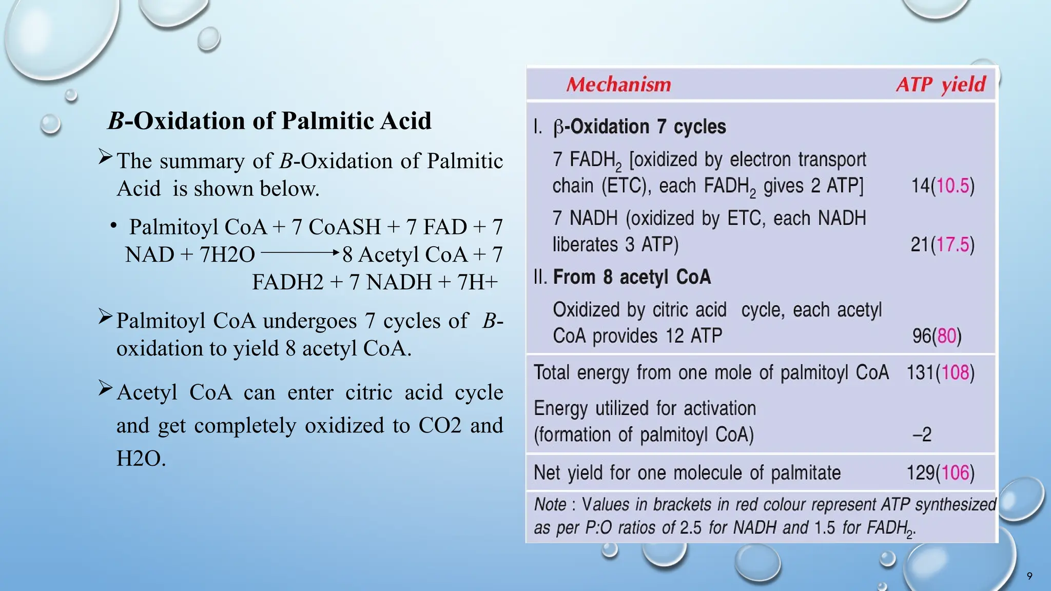 Lipid Metabolism, Beta Oxidation, De Novo Synthesis, Biochemistry, B ...
