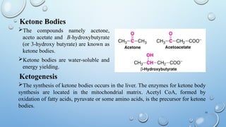 Lipid Metabolism, Beta Oxidation, De Novo Synthesis, Biochemistry, B ...