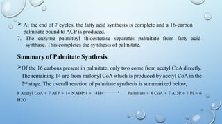 Lipid Metabolism, Beta Oxidation, De Novo Synthesis, Biochemistry, B ...