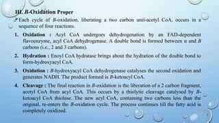 Lipid Metabolism, Beta Oxidation, De Novo Synthesis, Biochemistry, B ...