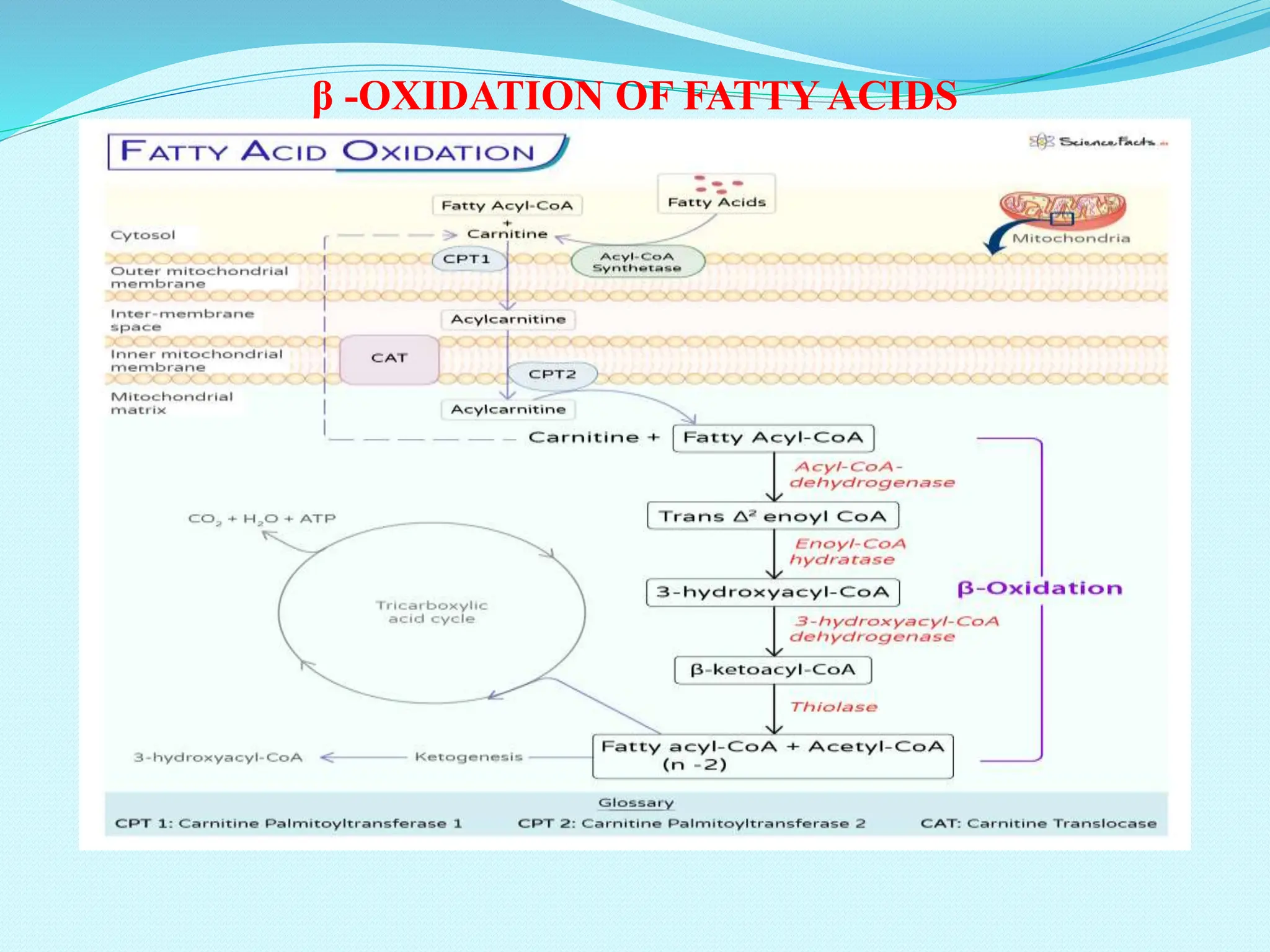 Lipid Metabolism-Lipolysis, Lipid synthesis, Beta Oxidation of Fatty ...