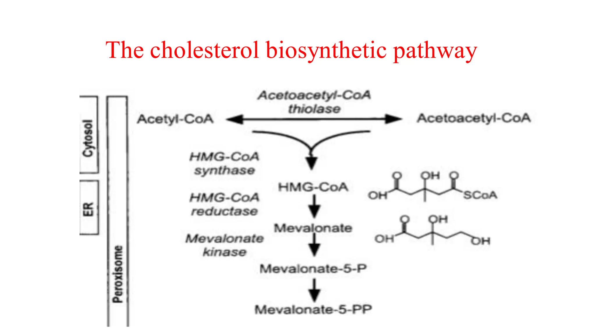 LIPID METABOLISM-CHOLESTROL METABOLISM.pdf | Chemistry | Science