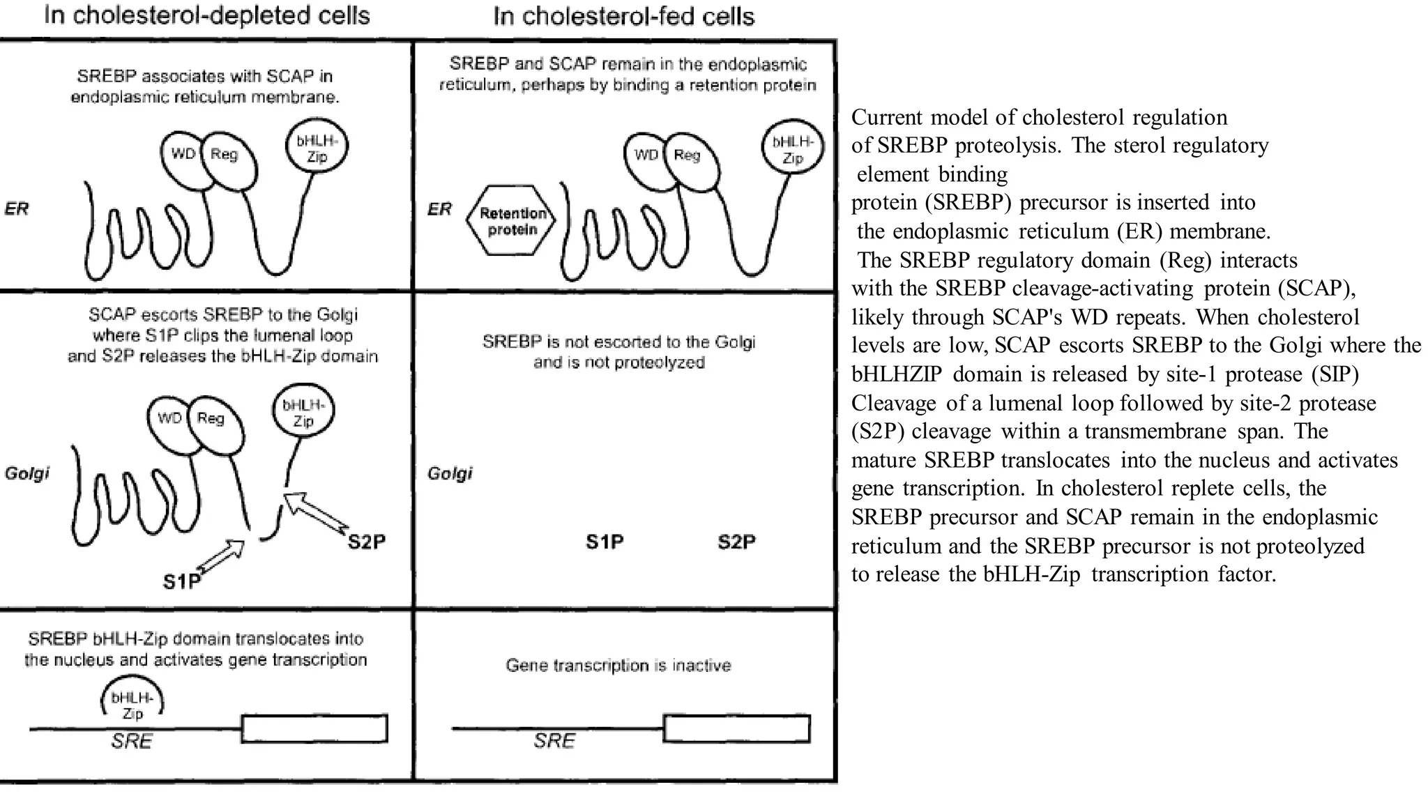 LIPID METABOLISM-CHOLESTROL METABOLISM.pdf | Chemistry | Science