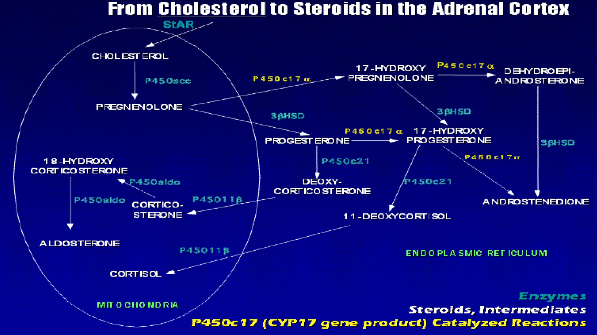 LIPID METABOLISM-CHOLESTROL METABOLISM.pdf | Chemistry | Science