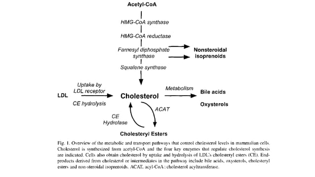 LIPID METABOLISM-CHOLESTROL METABOLISM.pdf