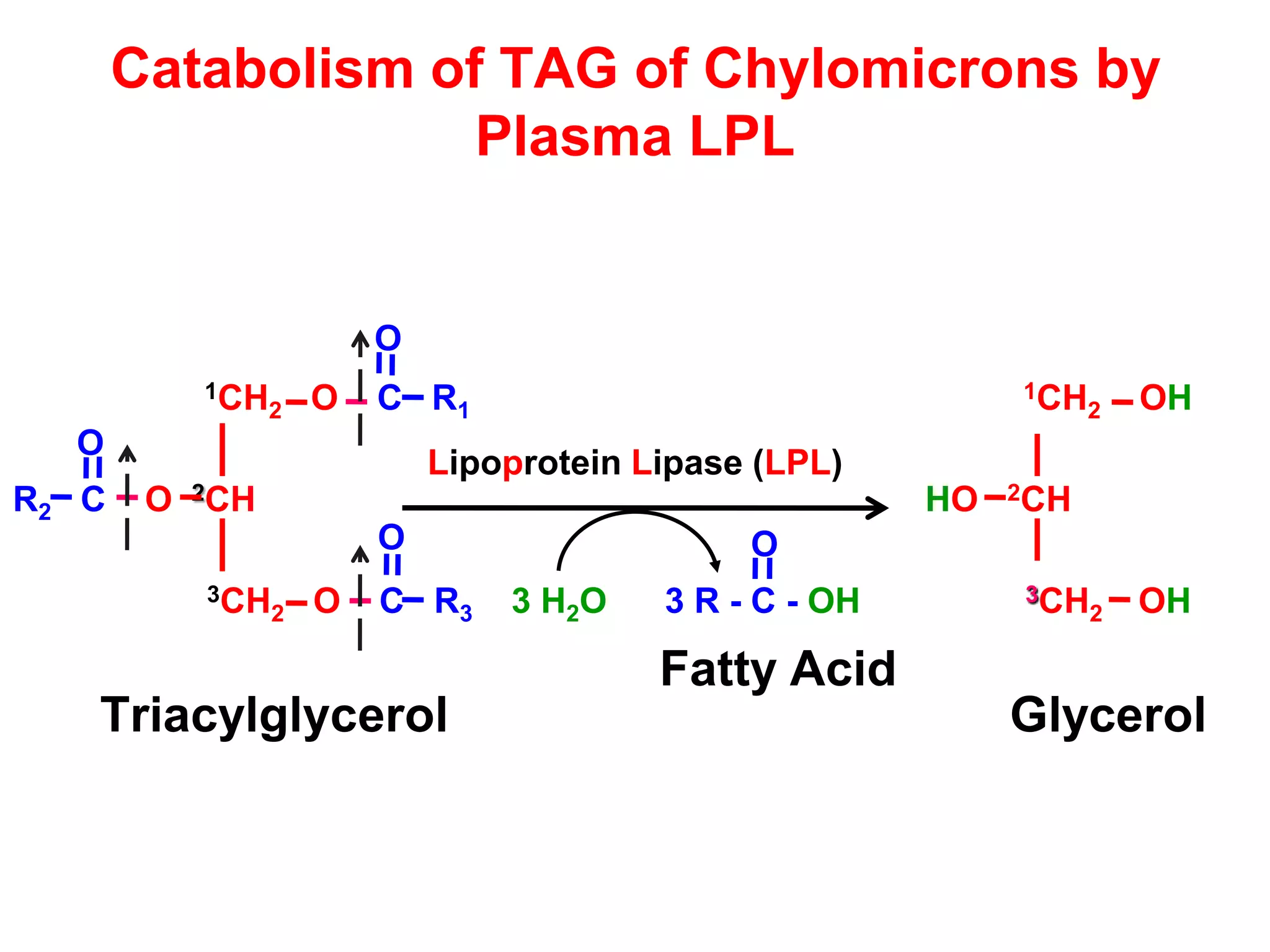 Lipid Metabolism-Dentistry -Complete - Alex -Dr Ayman Barghash- 2015 ...