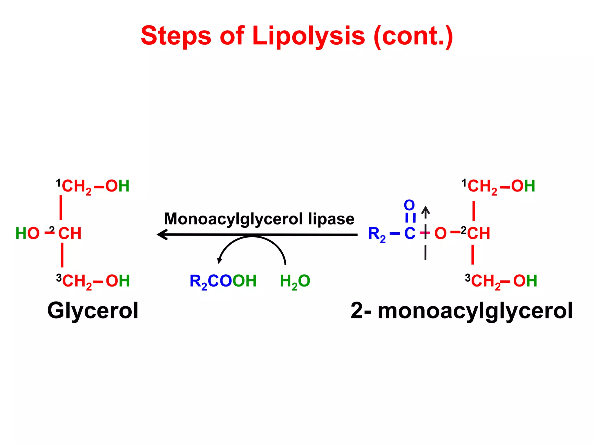 Lipid Metabolism-Dentistry -Complete - Alex -Dr Ayman Barghash- 2015 ...