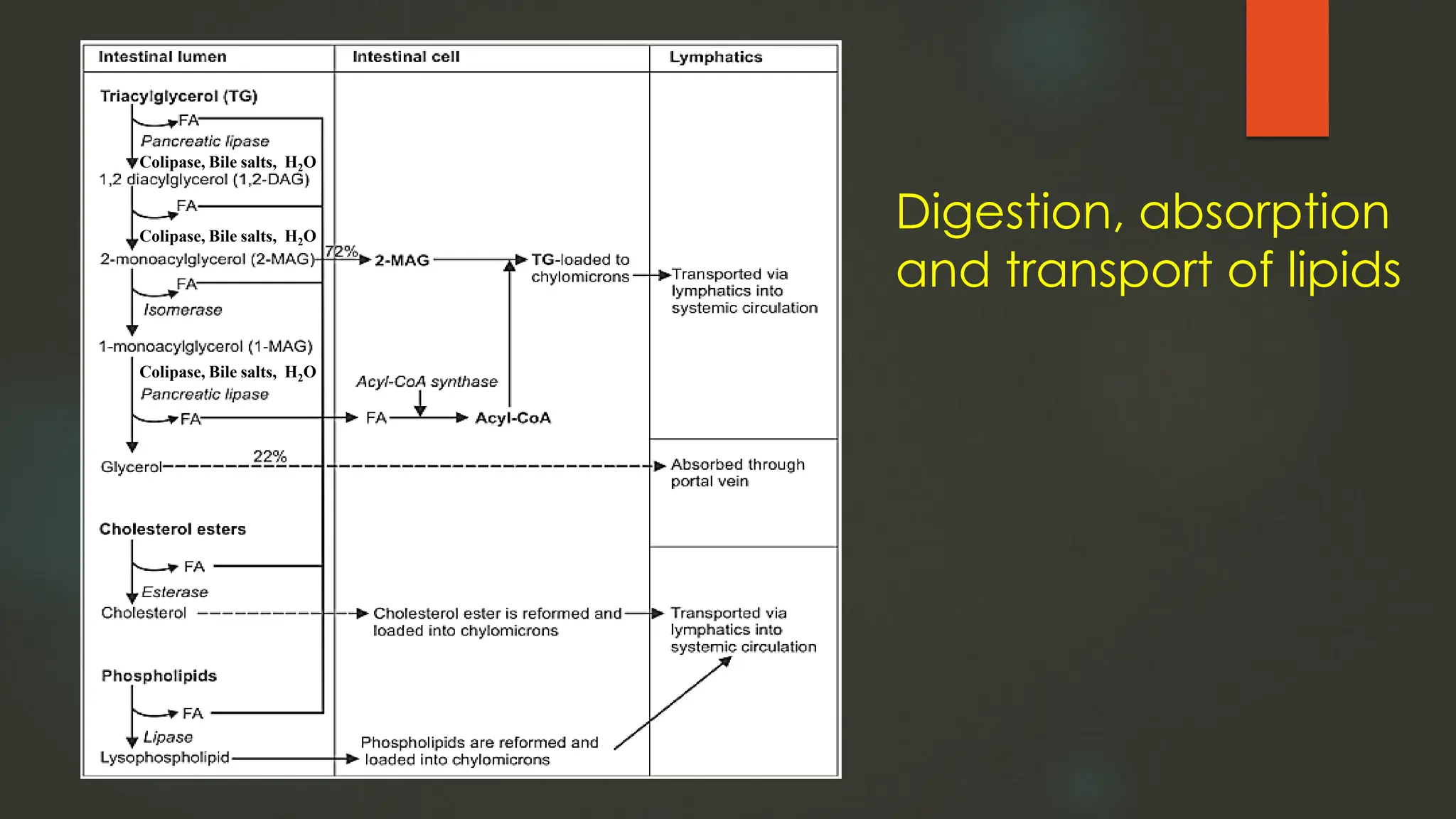 lipid metabolism - Digestion and absorption of lipids.pdf