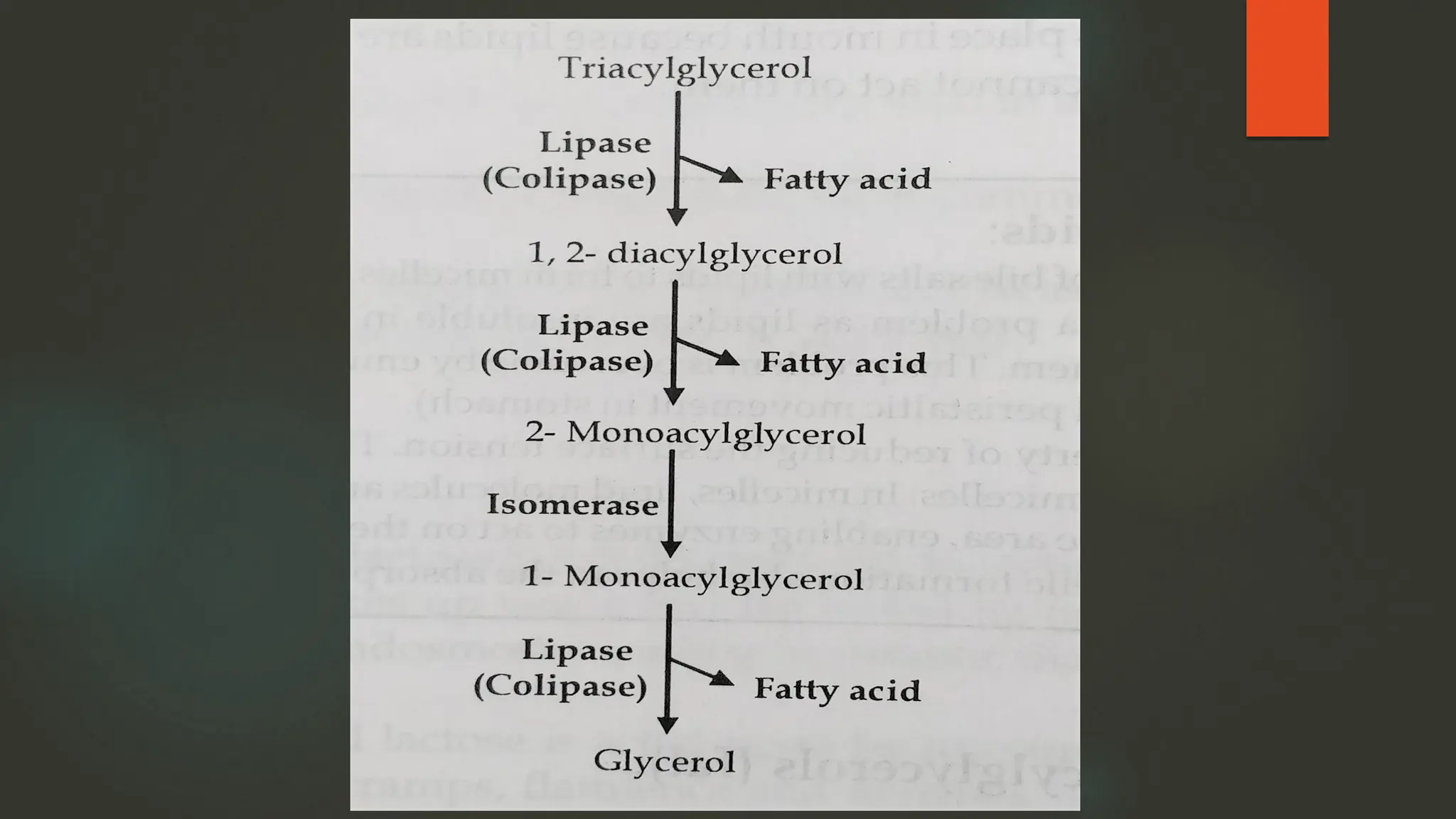 lipid metabolism - Digestion and absorption of lipids.pdf