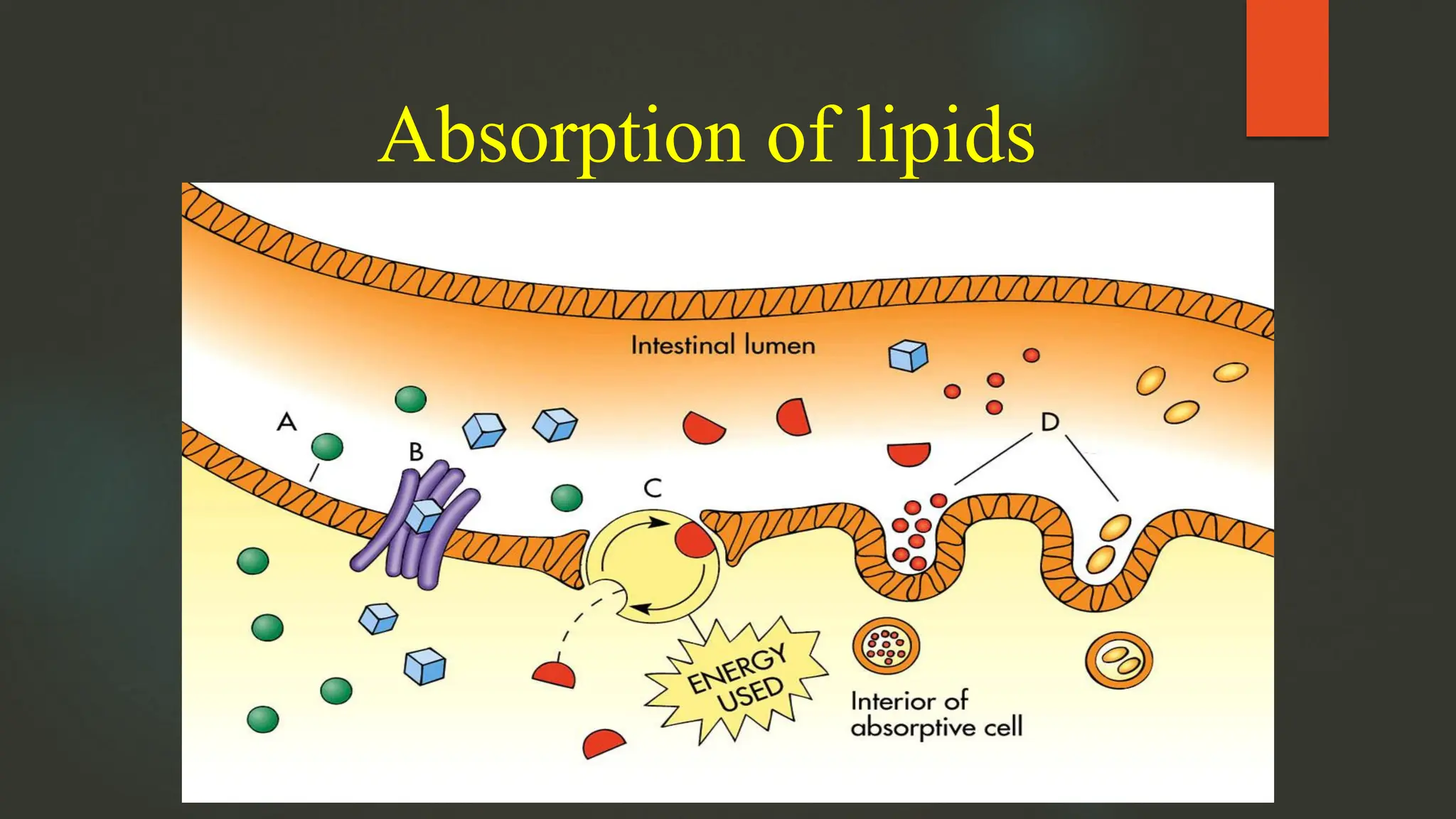 lipid metabolism - Digestion and absorption of lipids.pdf
