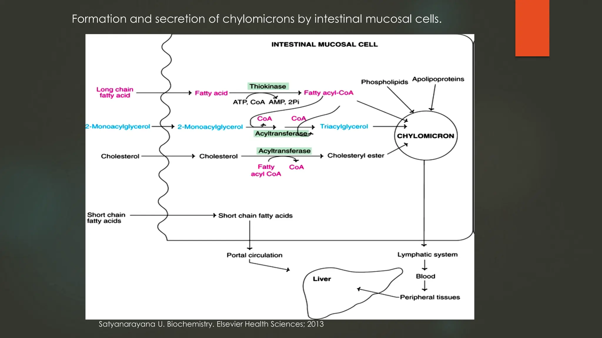 lipid metabolism - Digestion and absorption of lipids.pdf