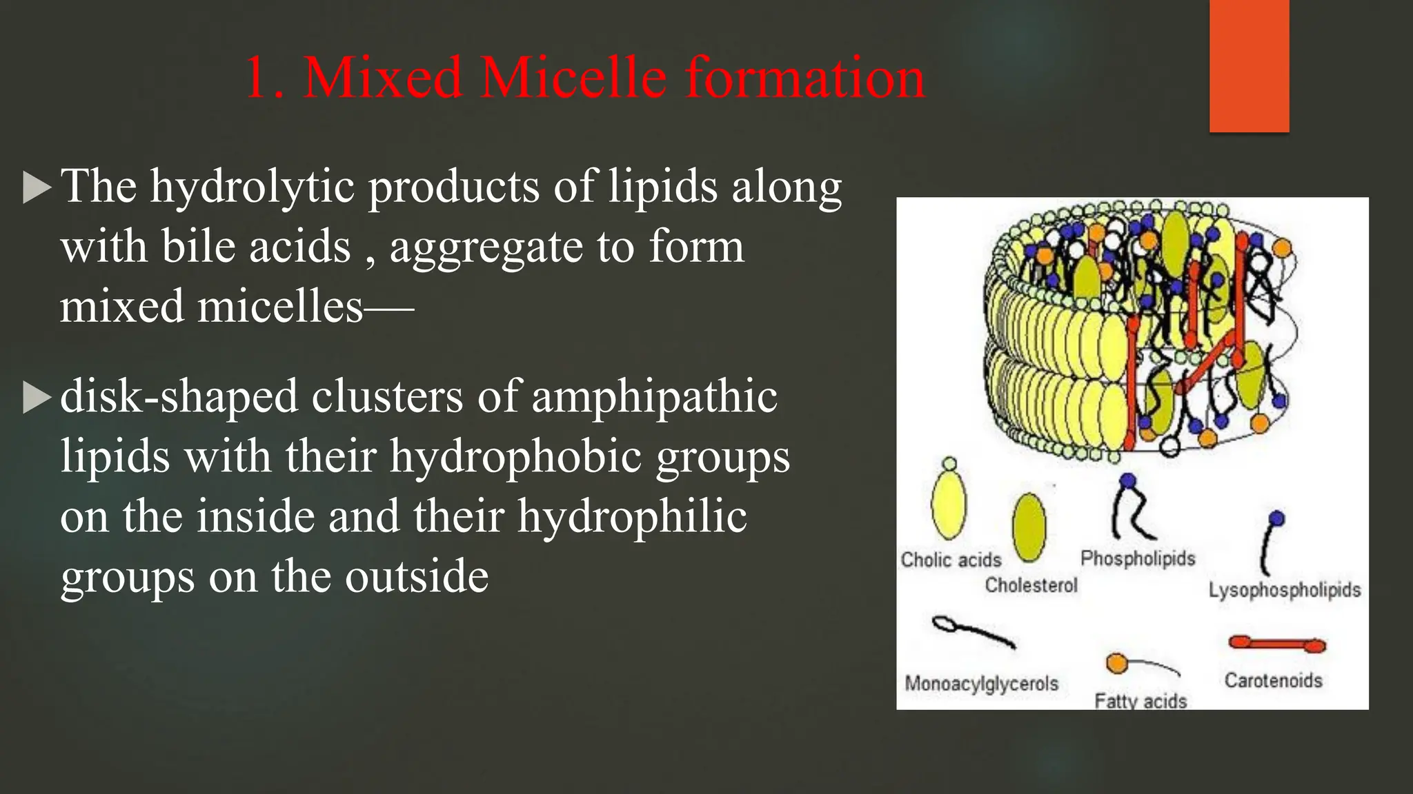 lipid metabolism - Digestion and absorption of lipids.pdf