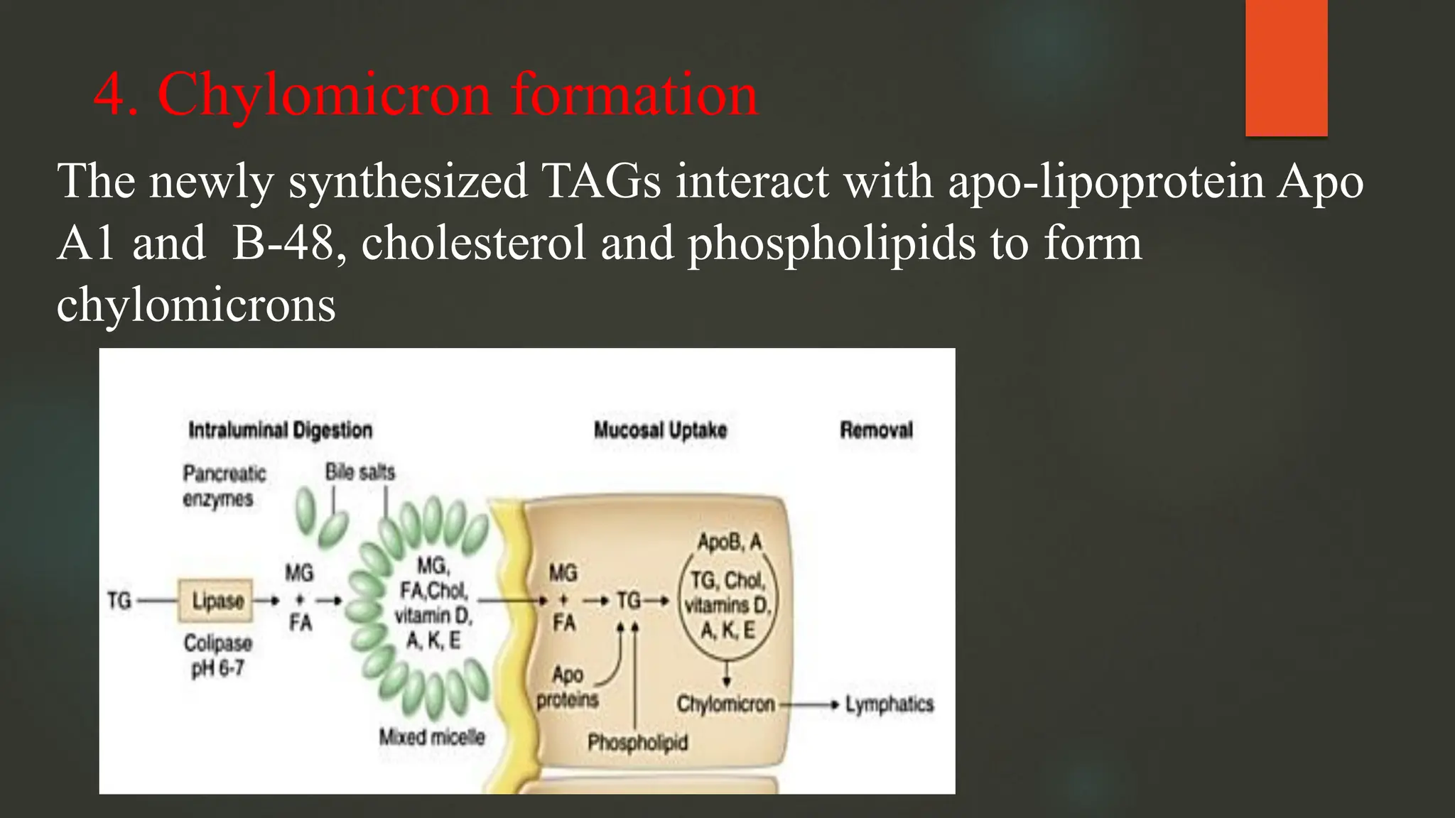 lipid metabolism - Digestion and absorption of lipids.pdf