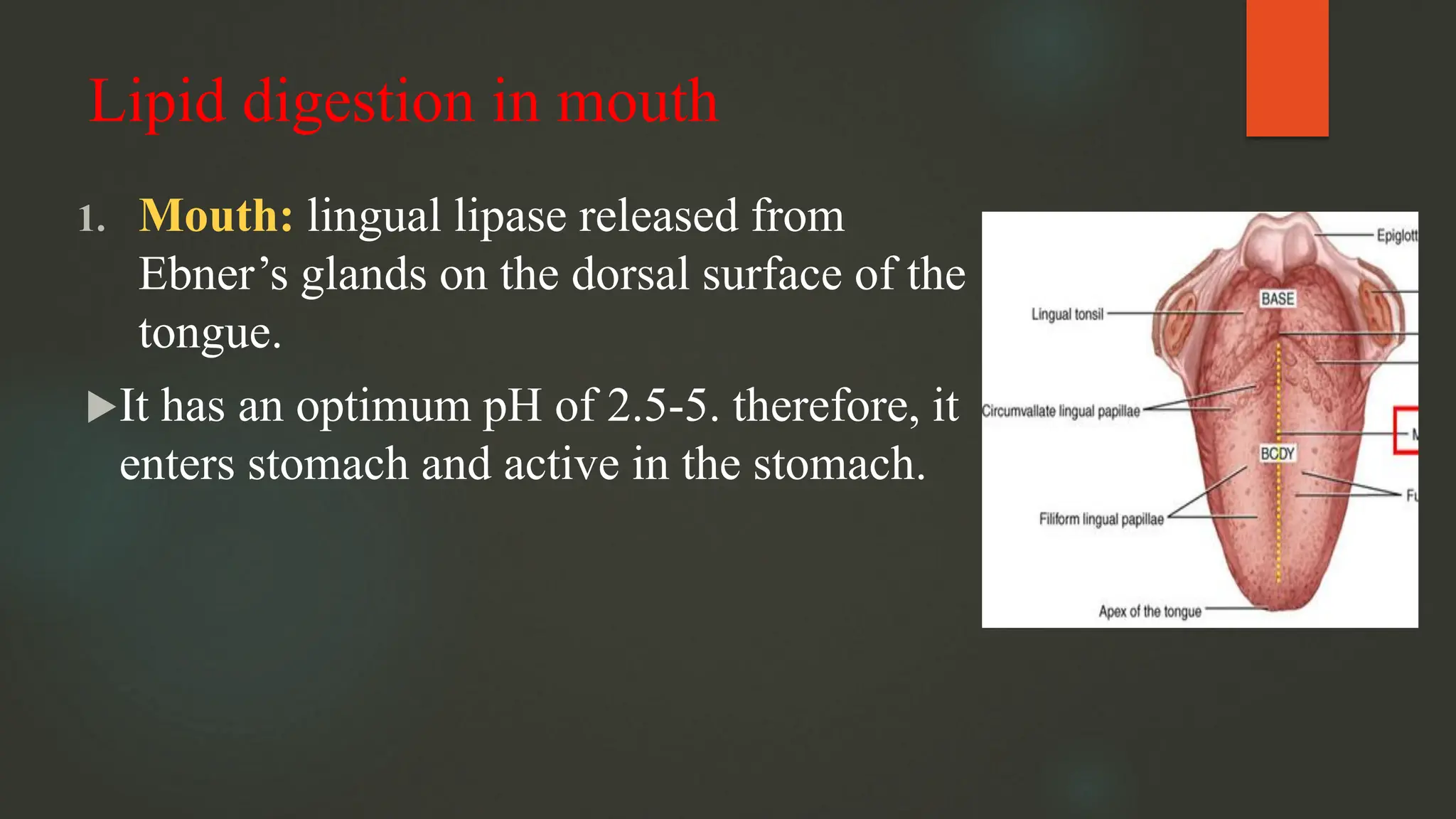 lipid metabolism - Digestion and absorption of lipids.pdf