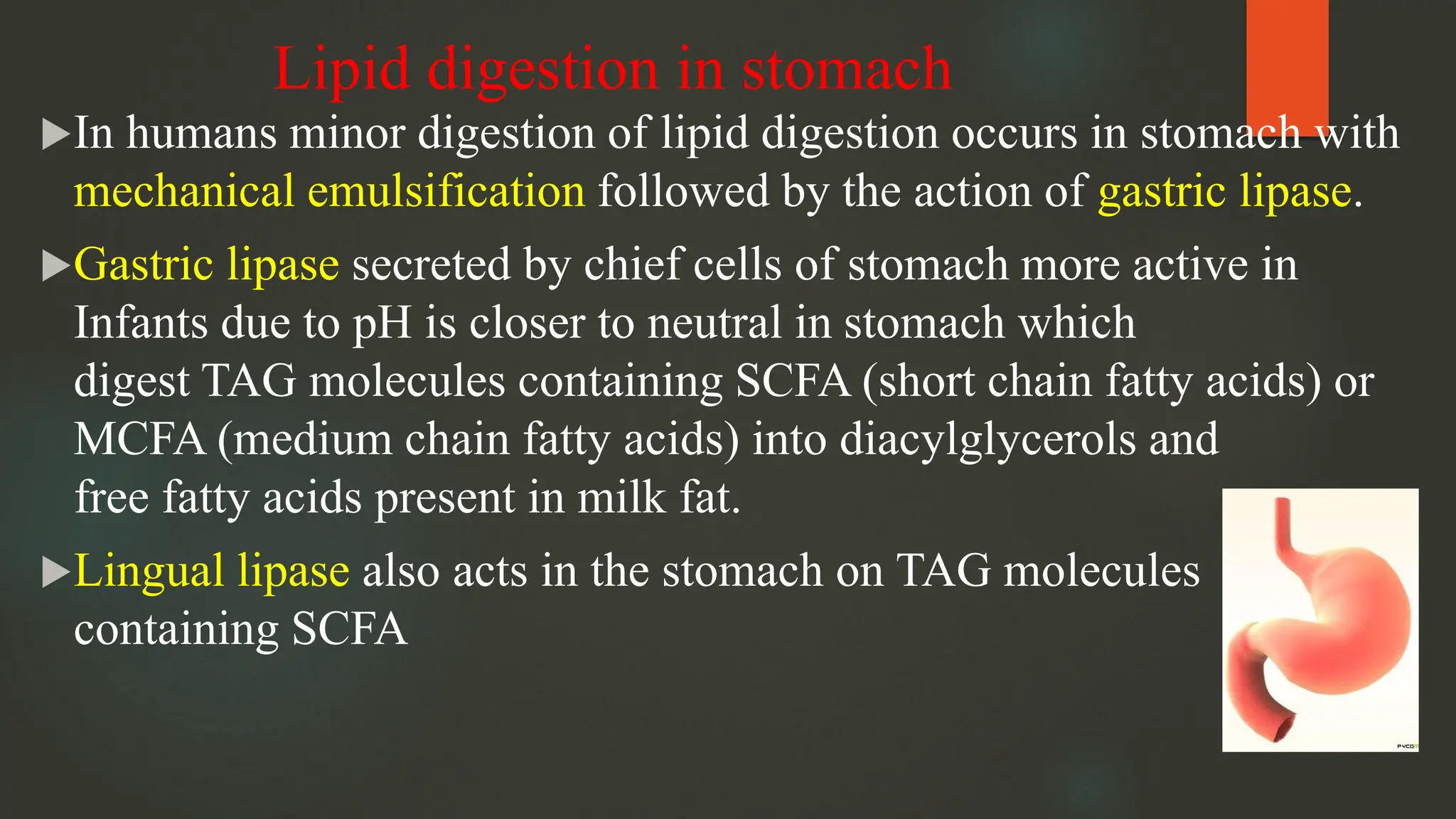 lipid metabolism - Digestion and absorption of lipids.pdf