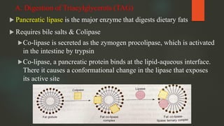 lipid metabolism - Digestion and absorption of lipids.pdf