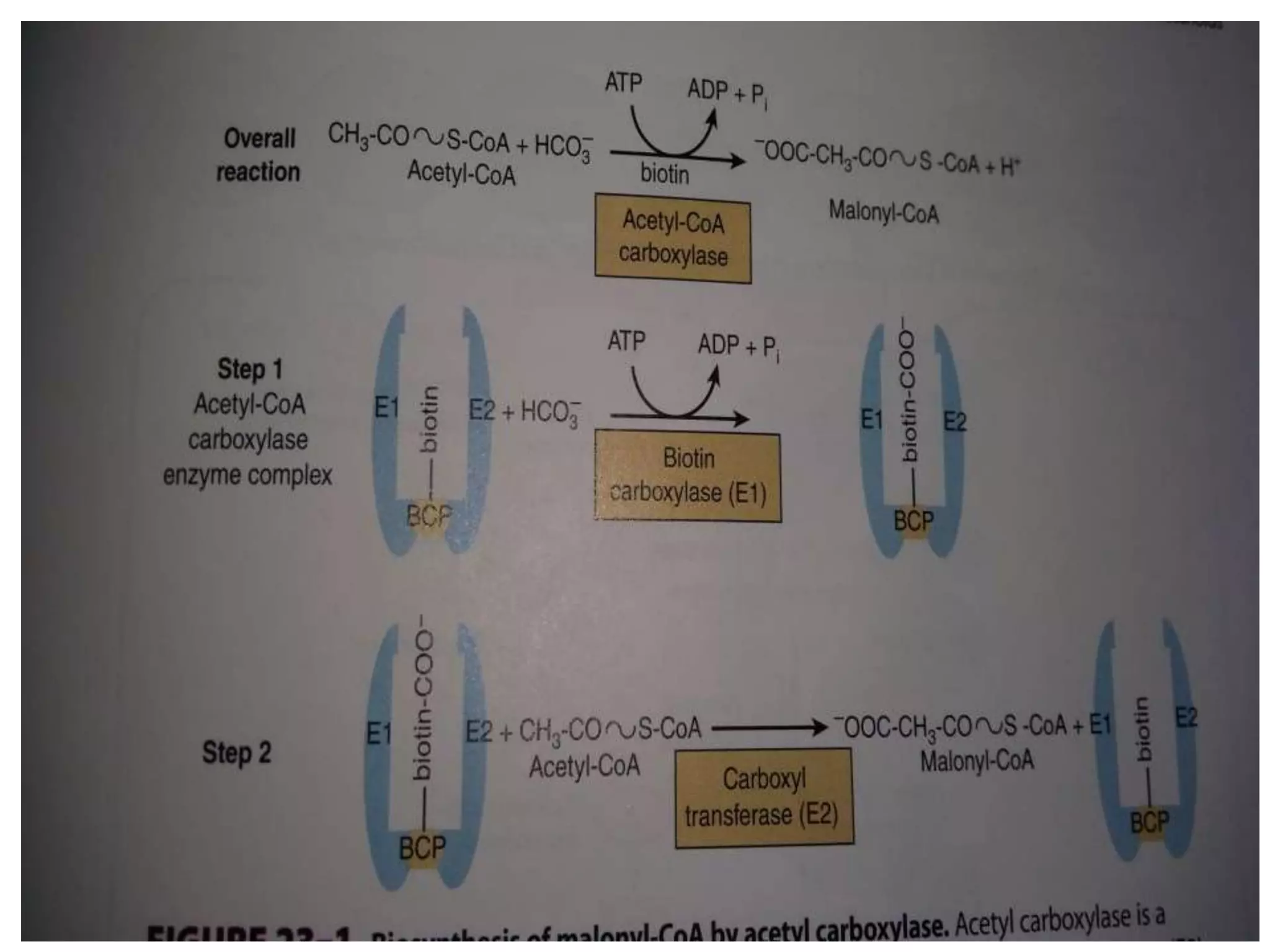 lipid metabolism2.ppt