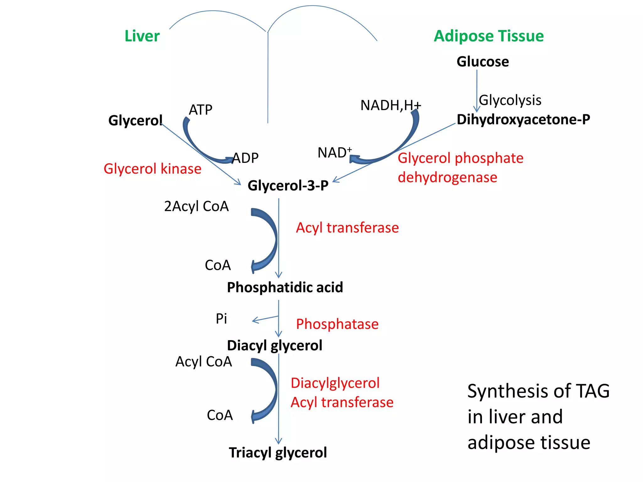lipid metabolism2.ppt
