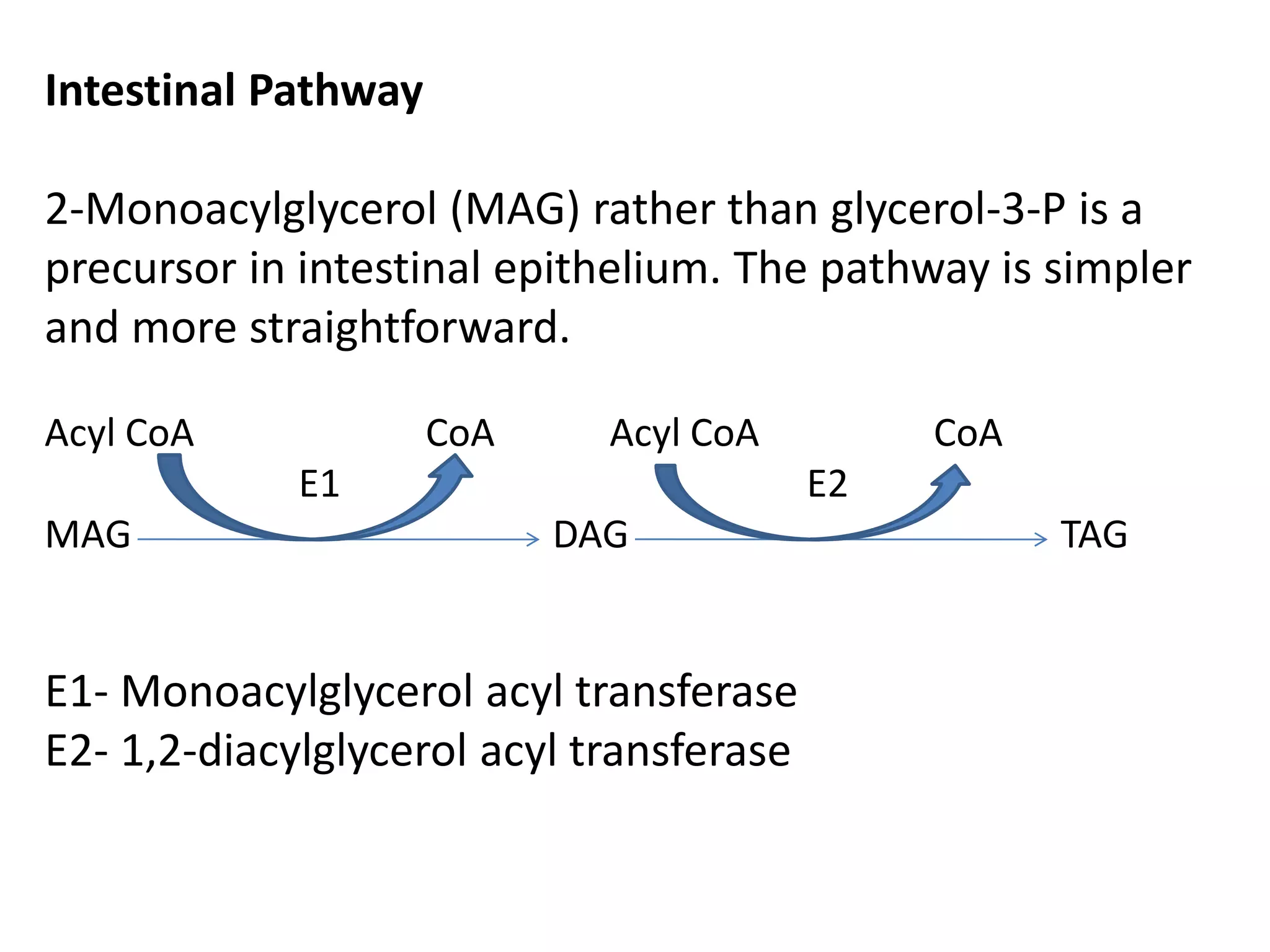 lipid metabolism2.ppt
