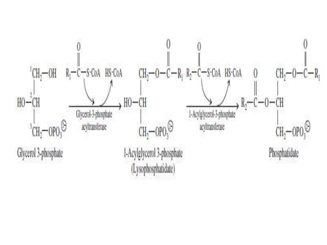 lipid metabolism2.ppt