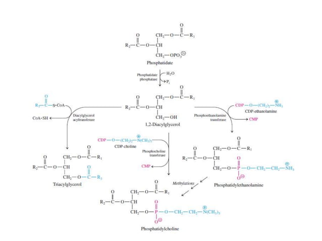 lipid metabolism2.ppt