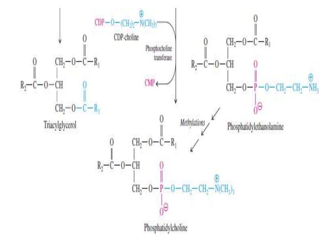 lipid metabolism2.ppt