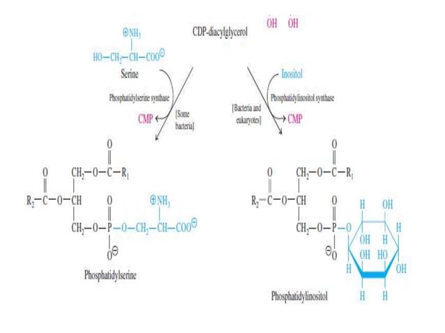 lipid metabolism2.ppt