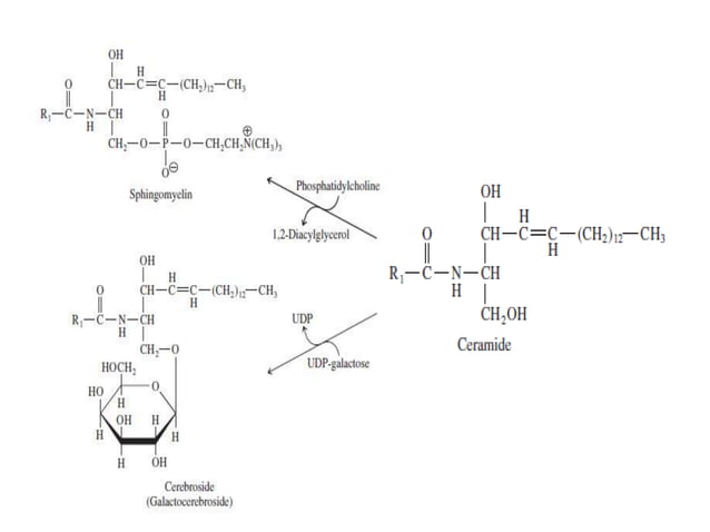 lipid metabolism2.ppt