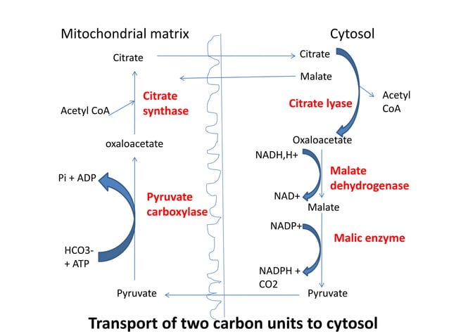 lipid metabolism2.ppt