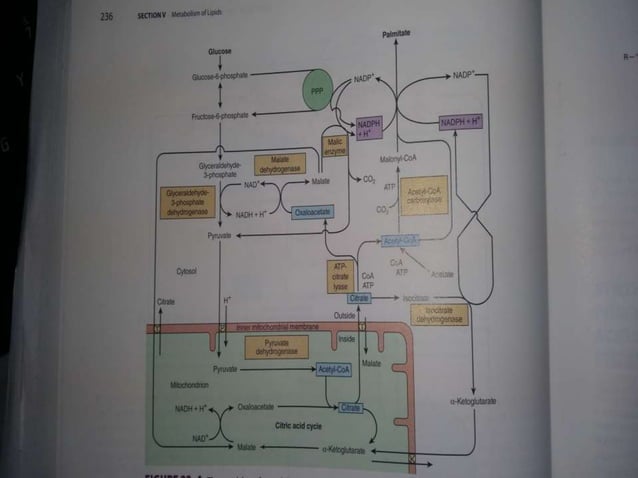 lipid metabolism2.ppt