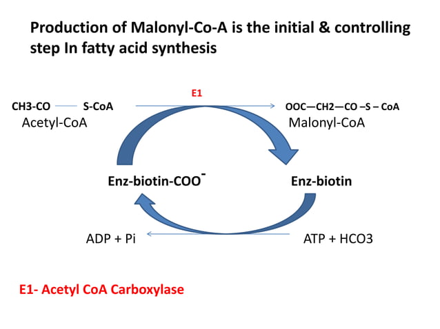 lipid metabolism2.ppt
