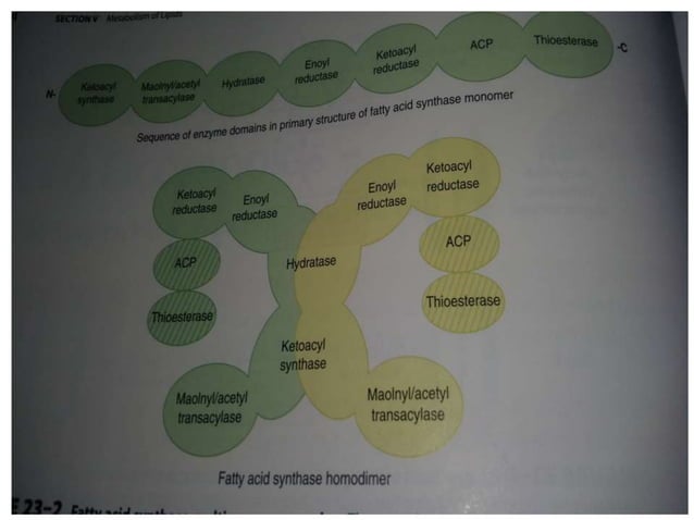 lipid metabolism2.ppt