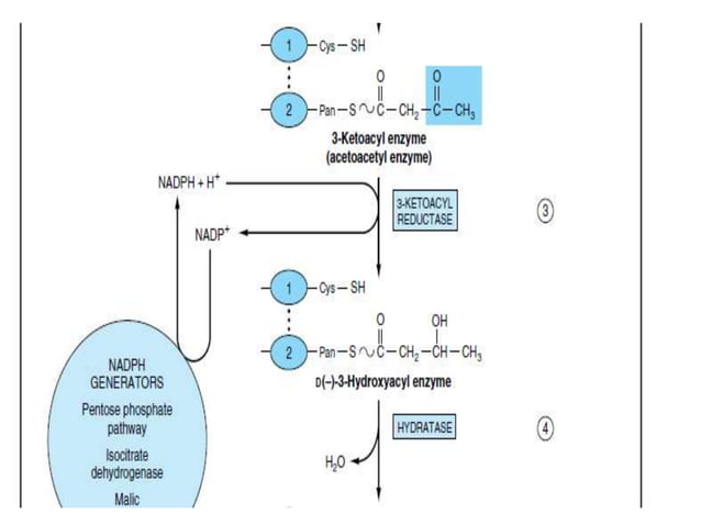 lipid metabolism2.ppt